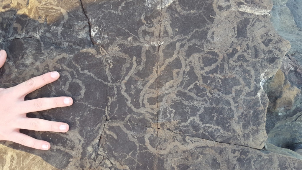 A moment on the bottom of an ancient sea floor. 1-5-17 – The Catskill ...