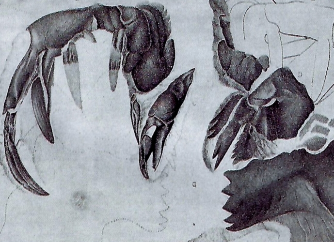 Prehistoric Catskill Monsters 11-9-17 – The Catskill Geologist