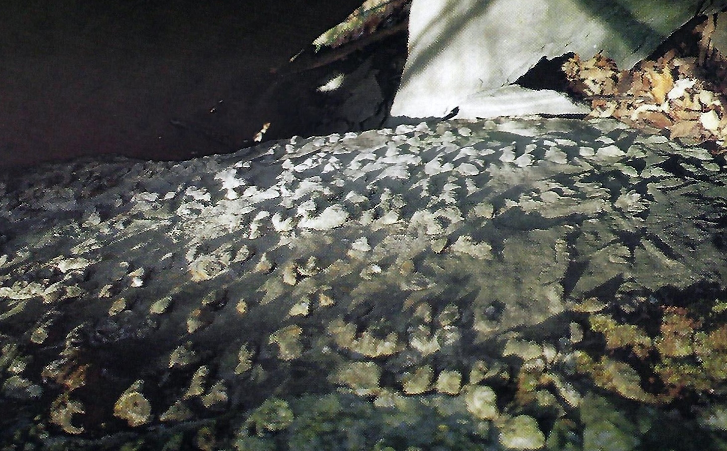 Struggles of a Devonian clam 11-16-17 – The Catskill Geologist