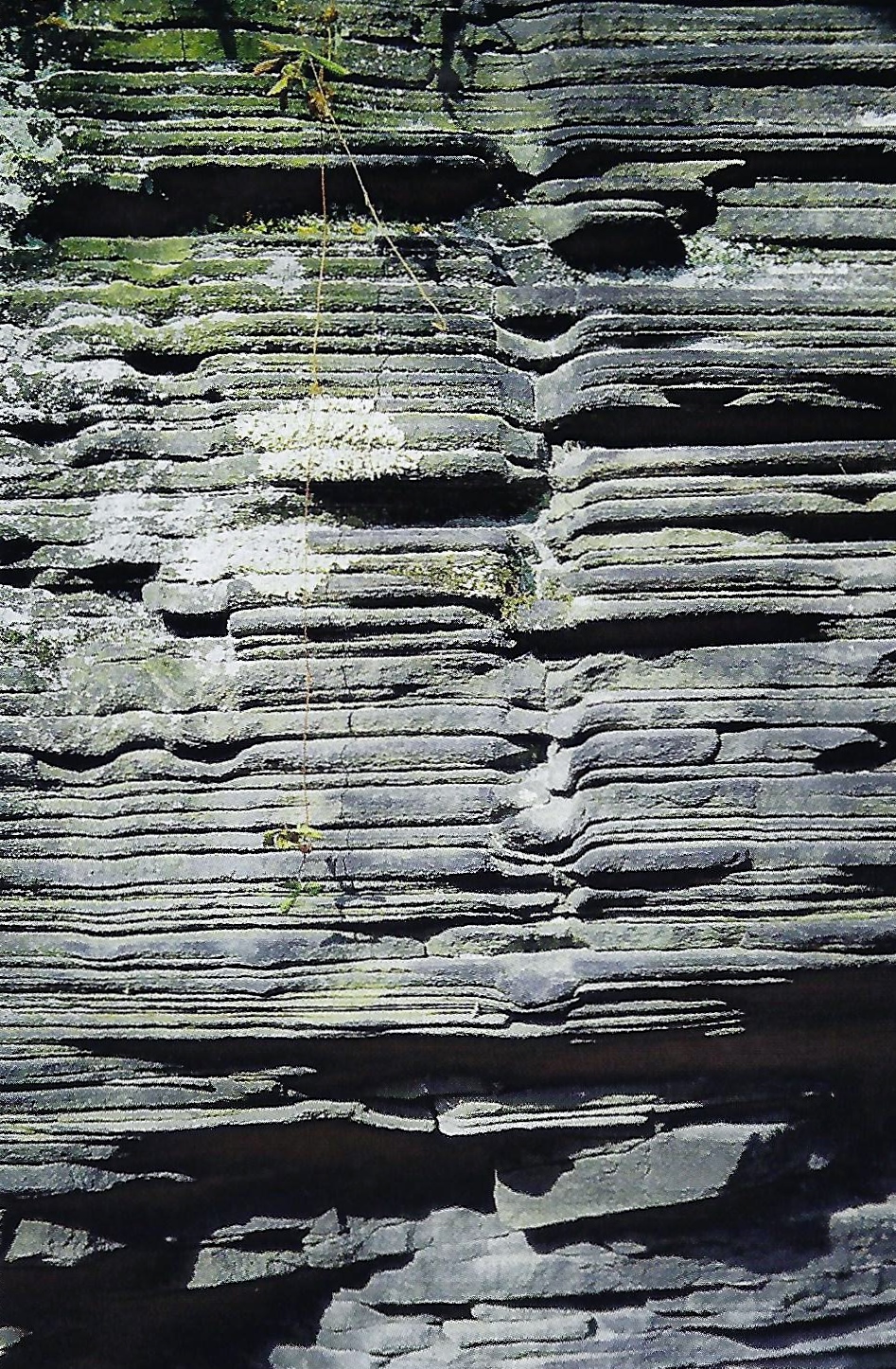 Struggles of a Devonian clam 11-16-17 – The Catskill Geologist