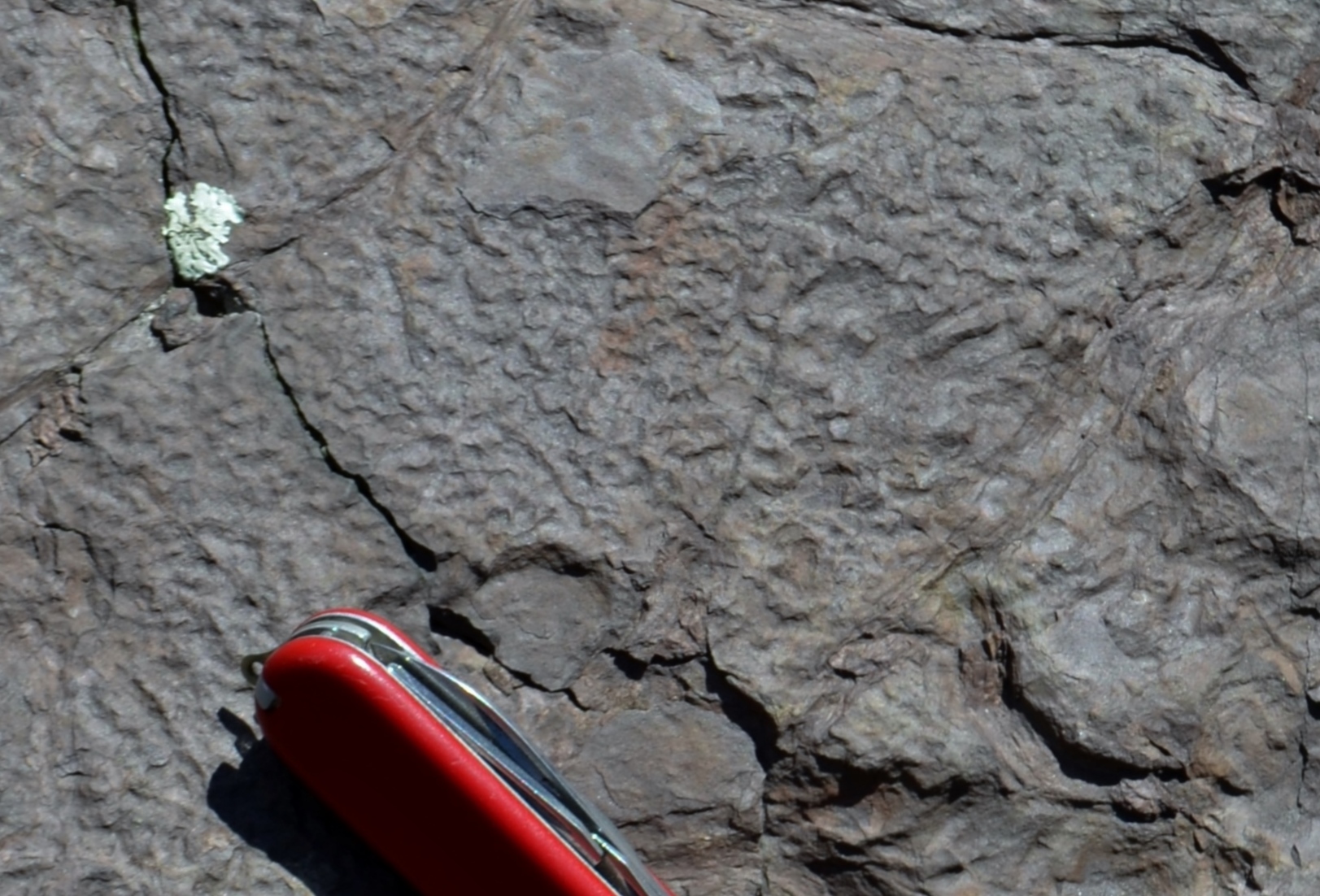 Fossil rain drops? Aug. 16, 2018 – The Catskill Geologist