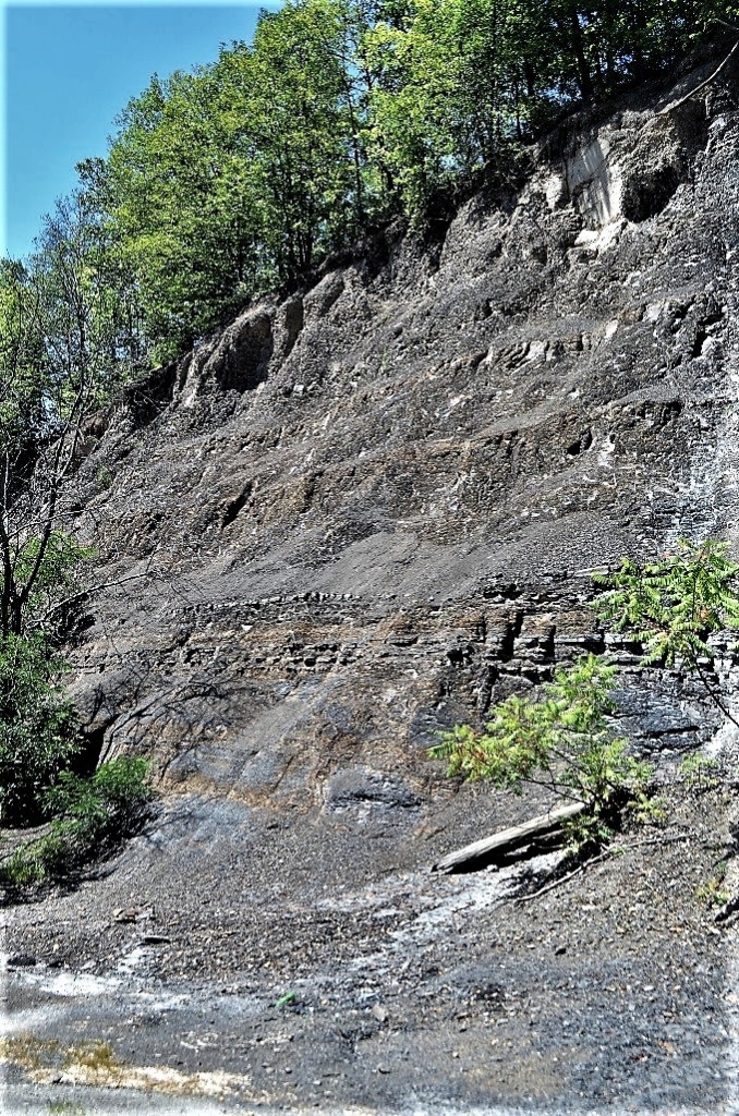 The Killer Trees Dec. 18, 018 – The Catskill Geologist