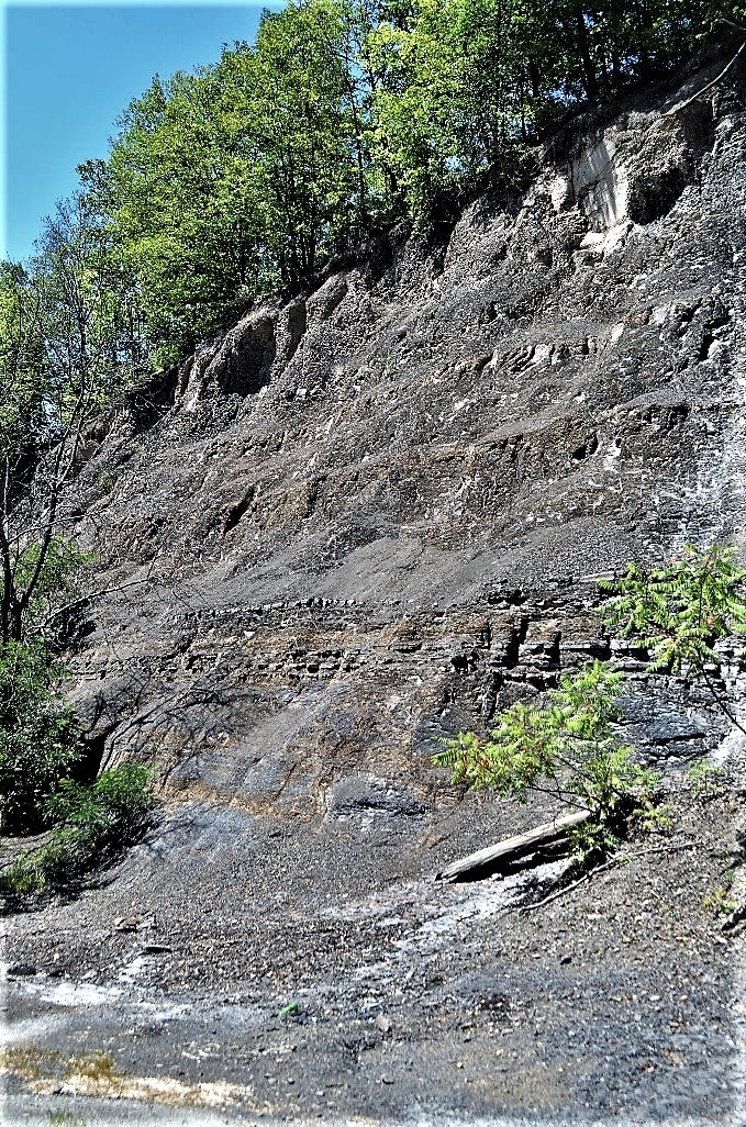 The Killer Trees Dec. 18, 018 – The Catskill Geologist