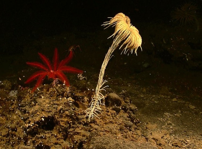 Fossil Crinoids of the Catskill Mountains June 4, 2020 – The Catskill ...