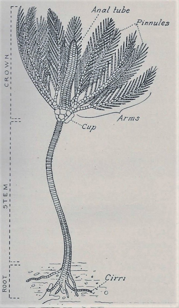 Fossil Crinoids of the Catskill Mountains June 4, 2020 – The Catskill ...