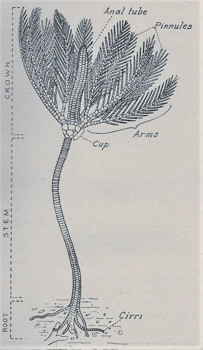 Fossil Crinoids of the Catskill Mountains June 4, 2020 – The Catskill ...