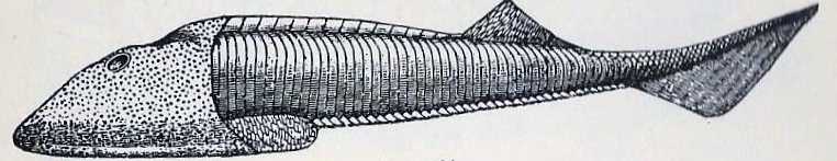 A jawless fish 12-17-20 – The Catskill Geologist
