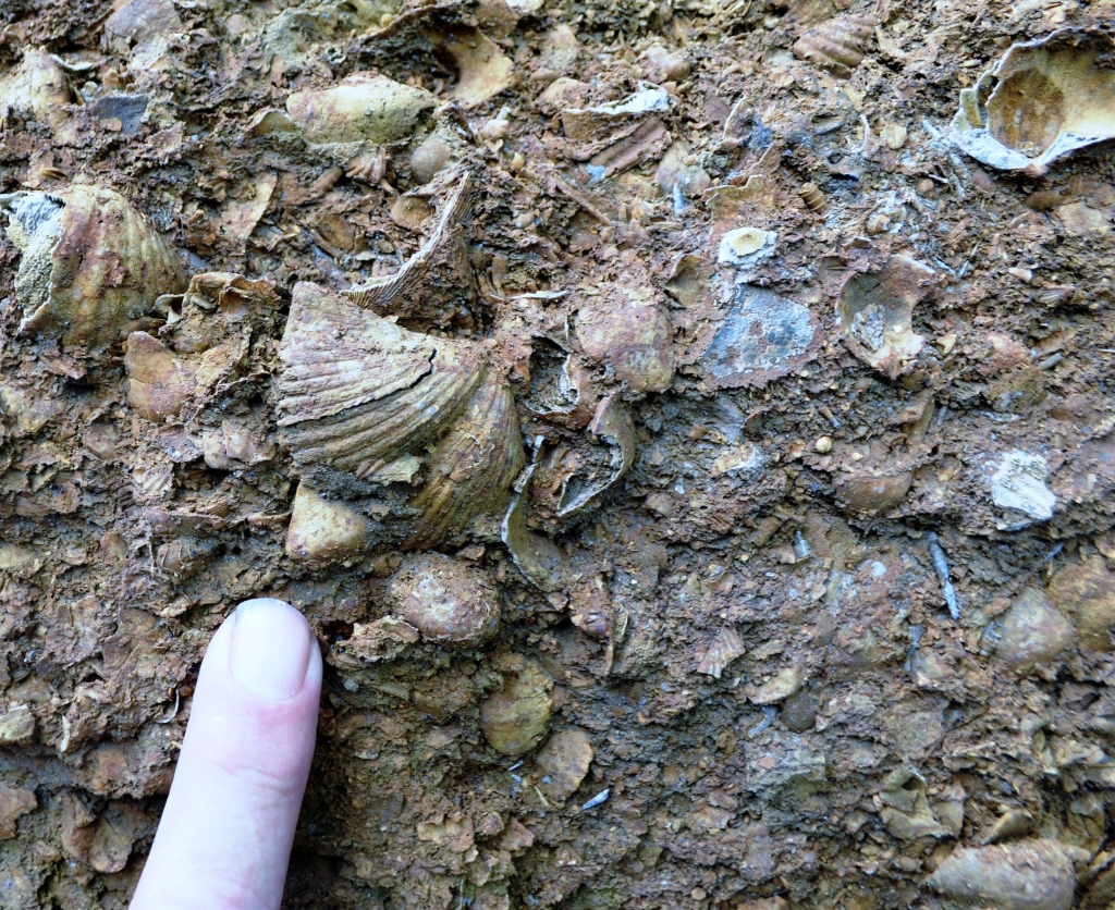 The Catskill Geologist – Page 2 – "I will never kick a rock"