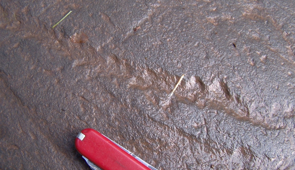 A Fossil on an Ancient Trail – The Catskill Geologist