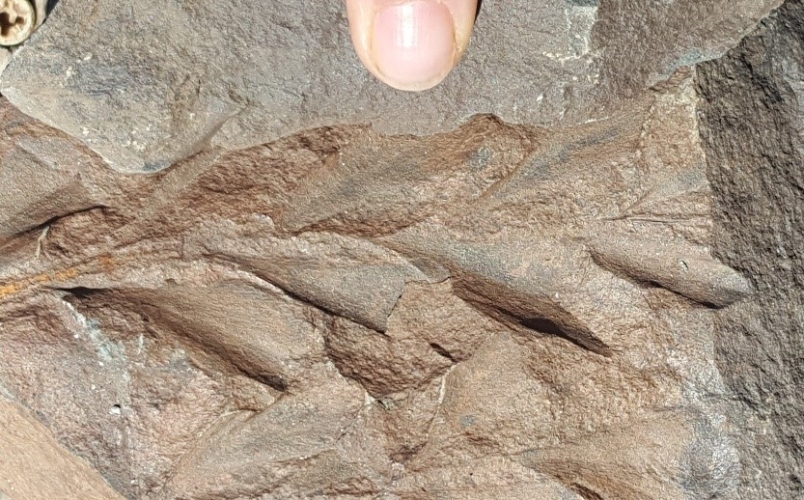 A Fossil on an Ancient Trail – The Catskill Geologist