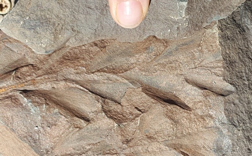 A Fossil on an Ancient Trail – The Catskill Geologist