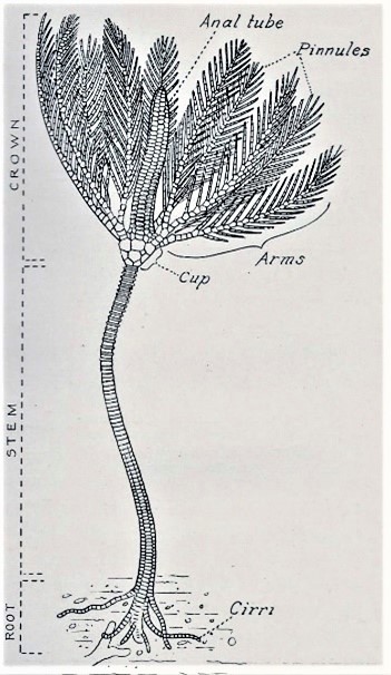 Crinoid Columnals, Jan. 2019 – The Catskill Geologist